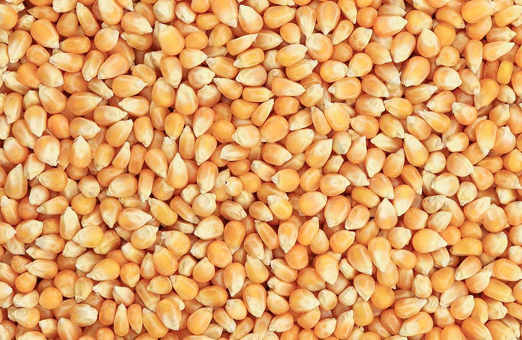 Maïs bestellen bij SmaakGenot | Kruythof Aardappelen